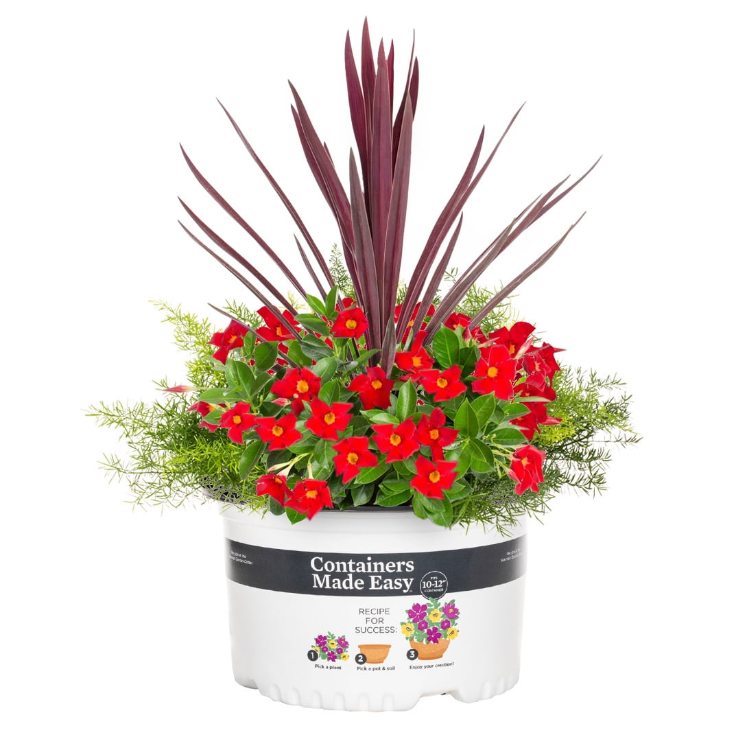 Island Blooms 1.5gal Multicolor Mandevilla Spring Fern Mix Live ...