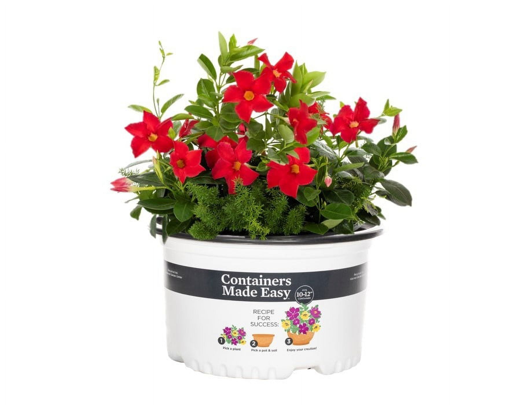 Island Blooms 1.5G Multicolor Tropical Combo Live Plants with Grower ...