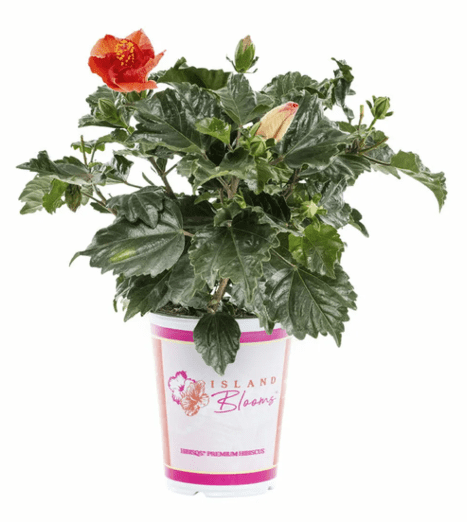 Island Blooms 1 Quart Hibiscus Pot, Live Plant - Walmart.com