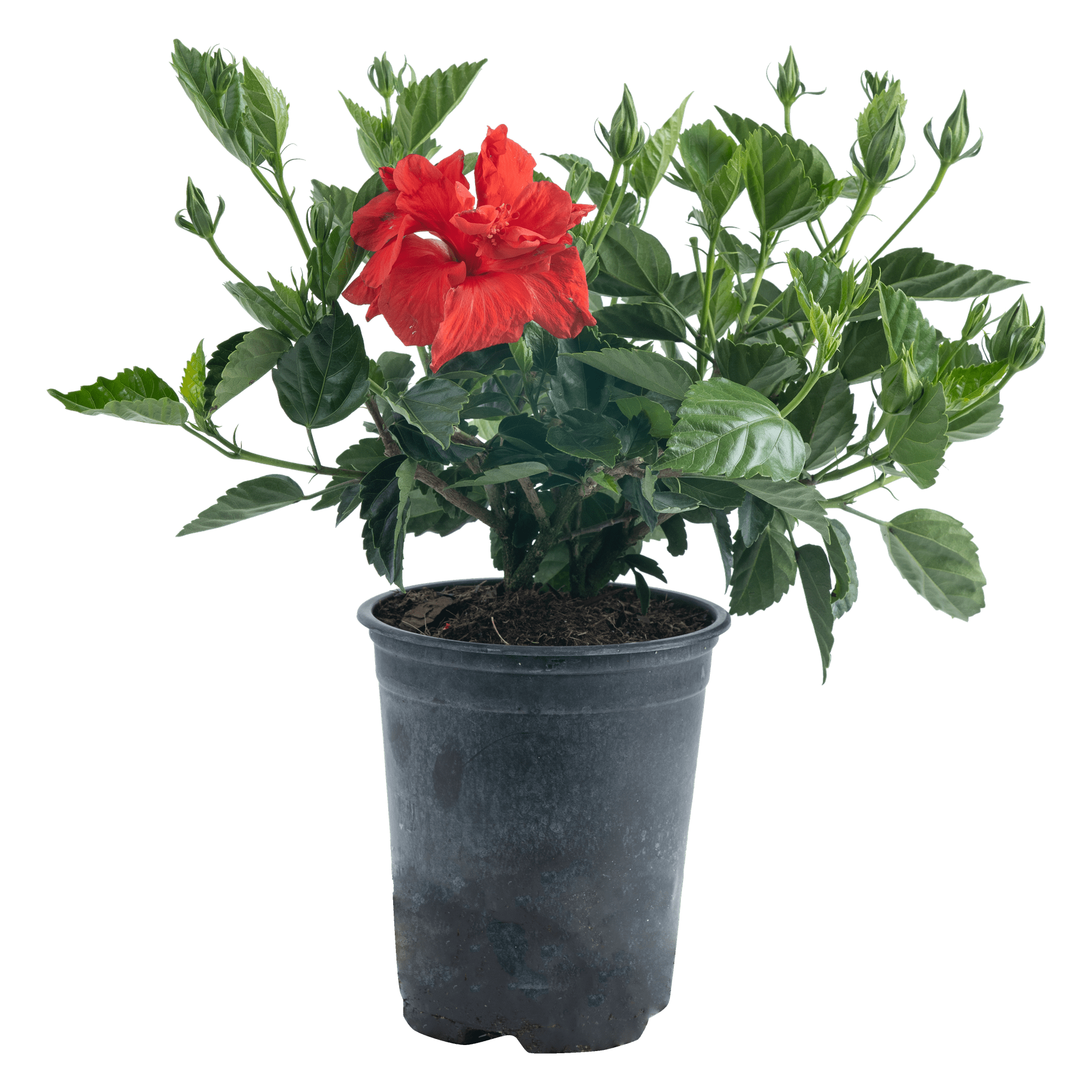 Island Blooms 1 Quart Hibiscus Pot, Live Plant - Walmart.com