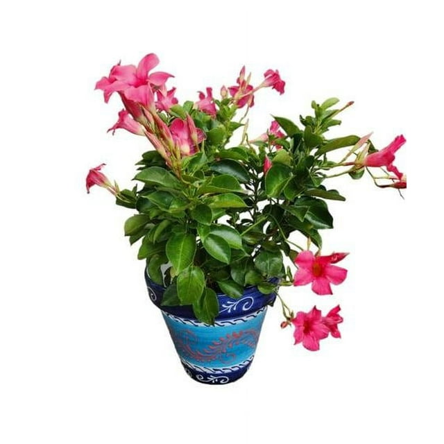 Island Blooms 1 Quart Mandevilla Pot, Live Plant - Walmart.com