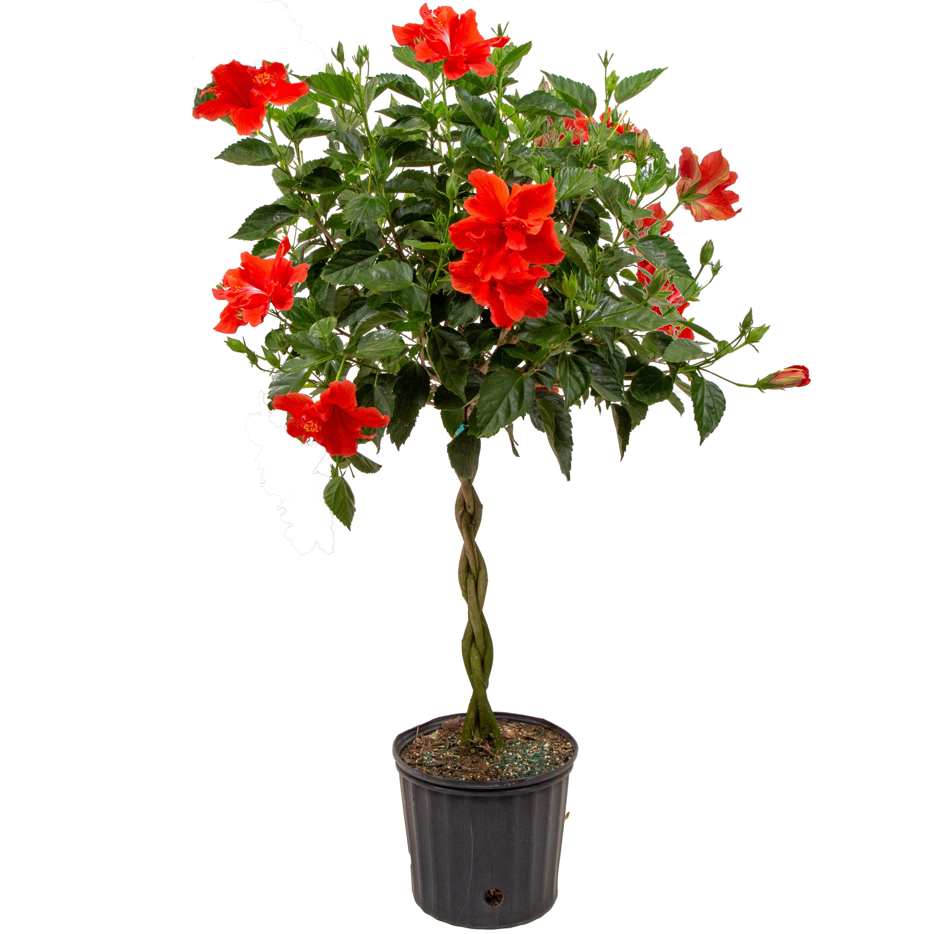 "Island Blooms 10"" Hibiscus Braid Cork in 10"" Grower Pot" - Walmart.com