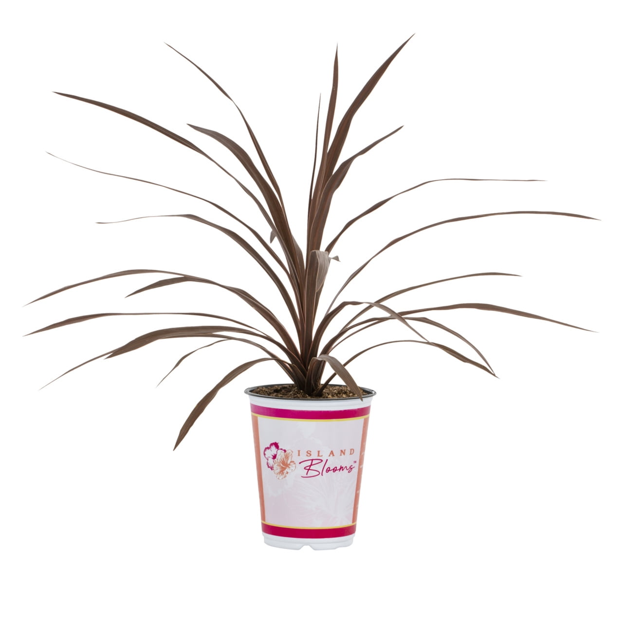 Island Blooms 1Q Cordyline Live Tropical Plant Sun - Walmart.com