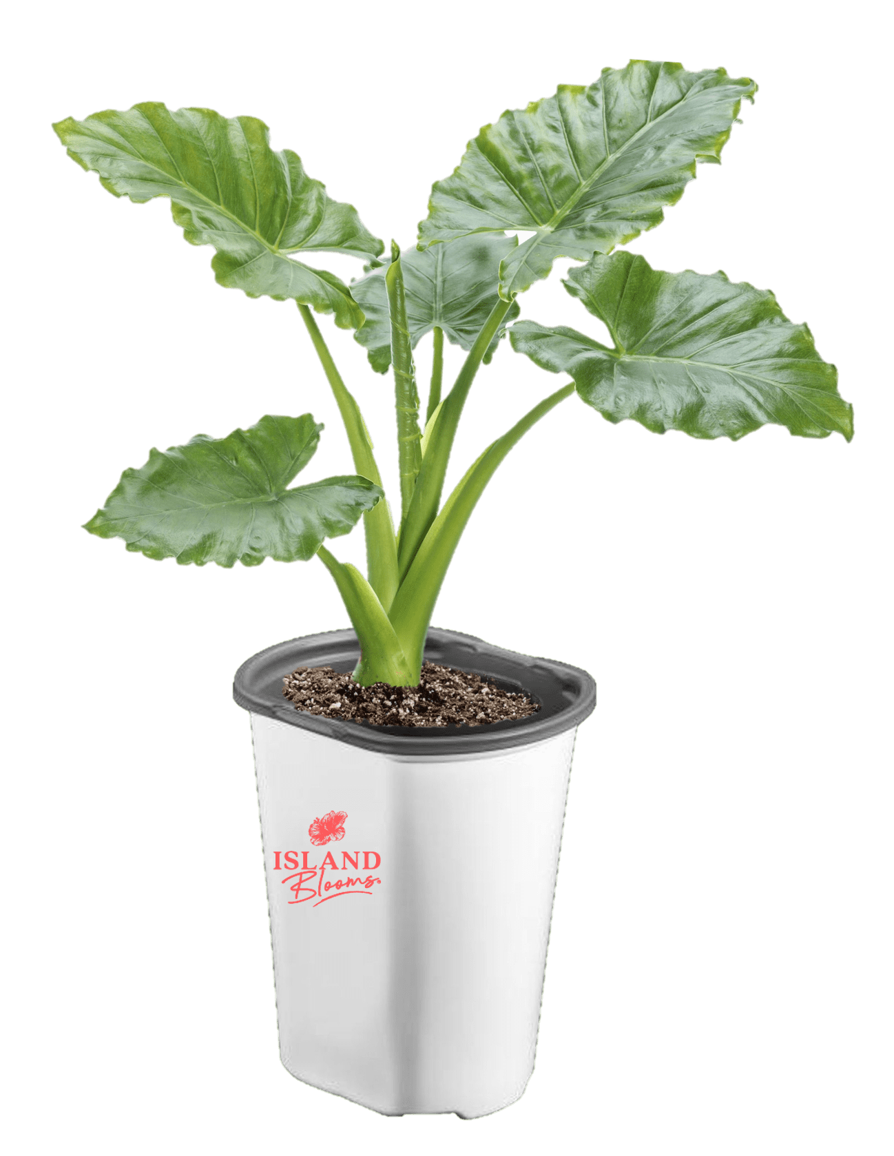 Island Blooms 2.5 Quart Alocasia Pot, Live Plant - Walmart.com