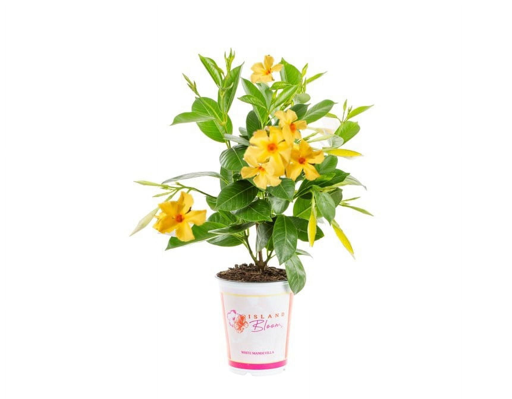 Island Blooms 2.5 Quart Mandevilla Pot, Live Plant - Walmart.com