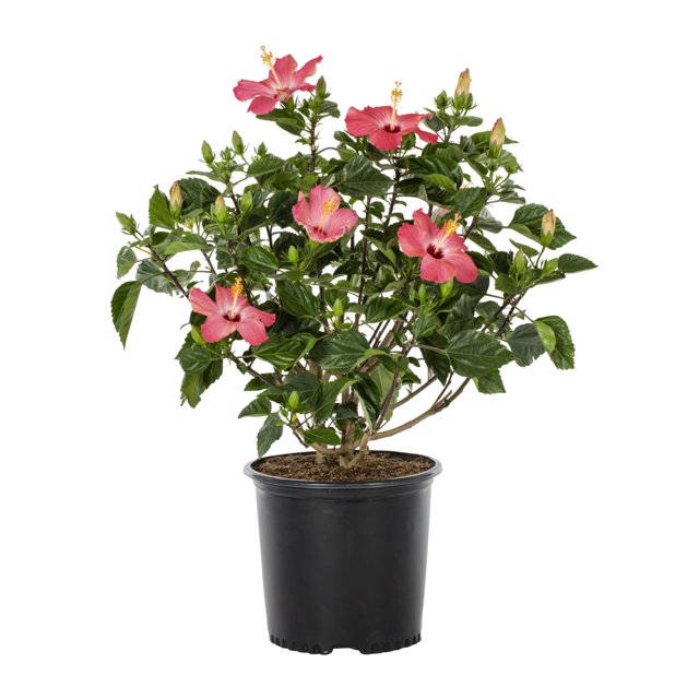 Island Blooms 2.5G Pink Hibiscus Live Plants with Grower Pot - Walmart.com