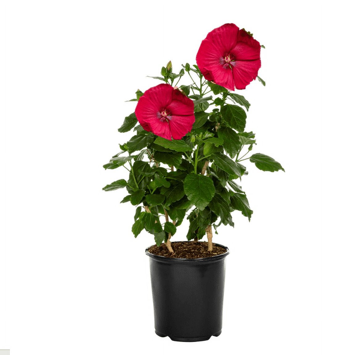 Island Blooms 2.5G Red Hibiscus Live Plants with Grower Pot - Walmart.com