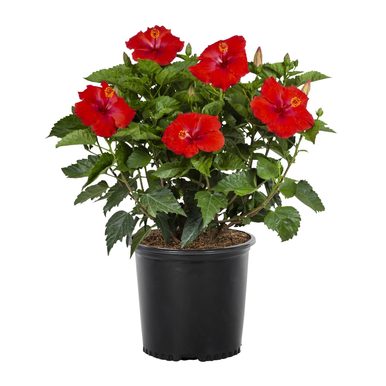 Island Blooms 2.5gal Red Hibiscus Live Annual Plant Sun - Walmart.com