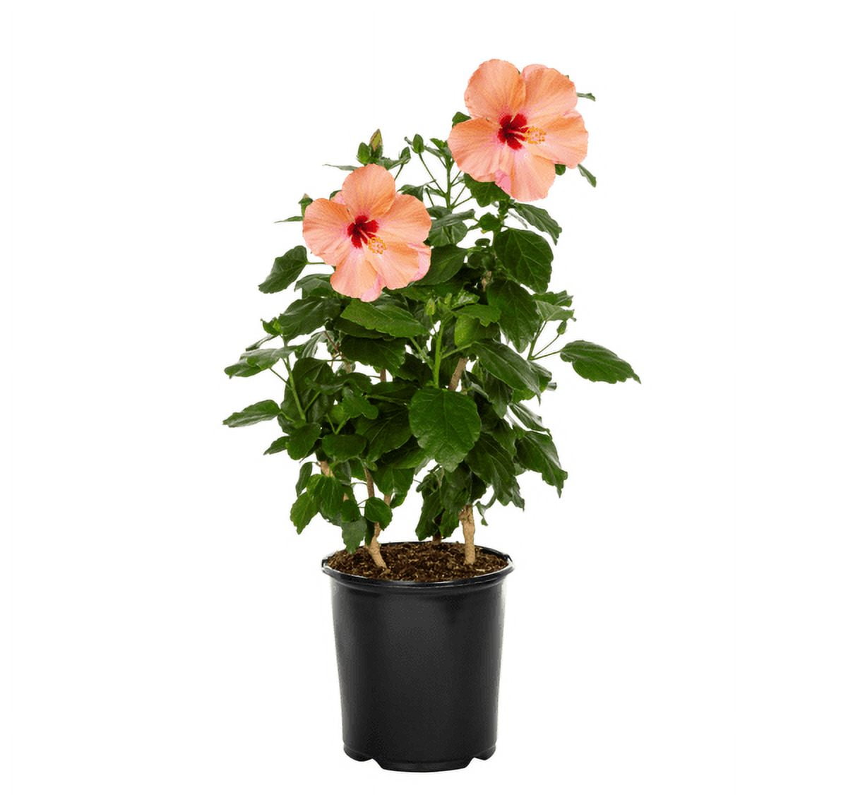 Island Blooms 2.5gal Salmon Hibiscus Live Annual Plant Sun - Walmart.com