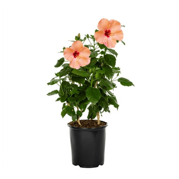 Island Blooms 2.5gal Salmon Hibiscus Live Annual Plant Sun - Walmart.com