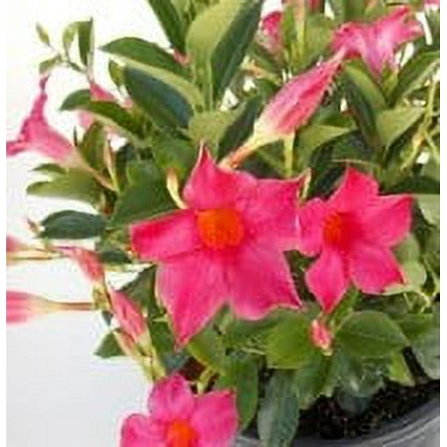 Island Blooms 2.5QT Pink Tropical Blooming Mandevilla - Walmart.com