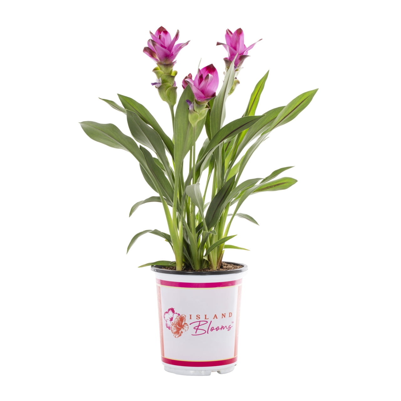 Island Blooms 2QT Purple Curcuma Live Tropical Plant Sun - Walmart.com