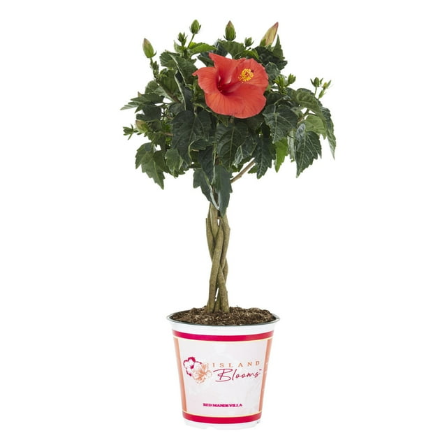 Island Blooms 2.5QT Multicolor Hibiscus Live Plants with Grower Pot ...