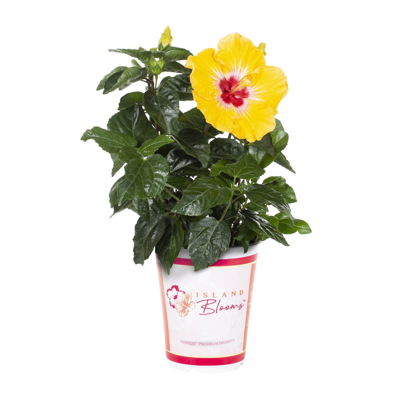 Island Blooms 2.5QT Multicolor Hibiscus Live Plants with Grower Pot ...