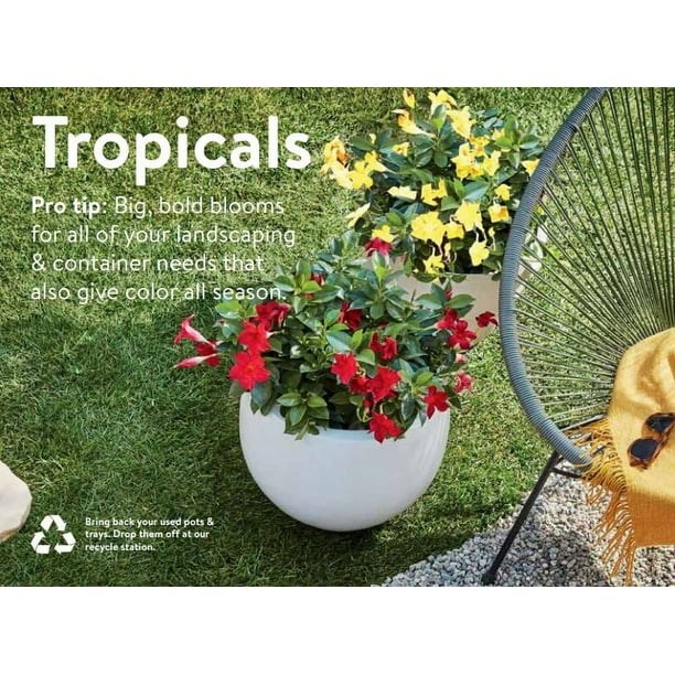 Island Blooms 2.5gal Pink Oleander Live Perennial Plant Sun - Walmart ...