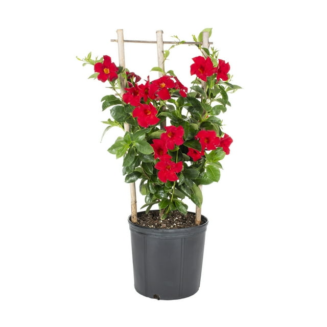 Island Blooms 2.5gal Red Mandevilla Live Annual Plant Sun - Walmart.com