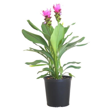 Island Blooms 2 Gallon Curcuma Pot, Live Plant - Walmart.com