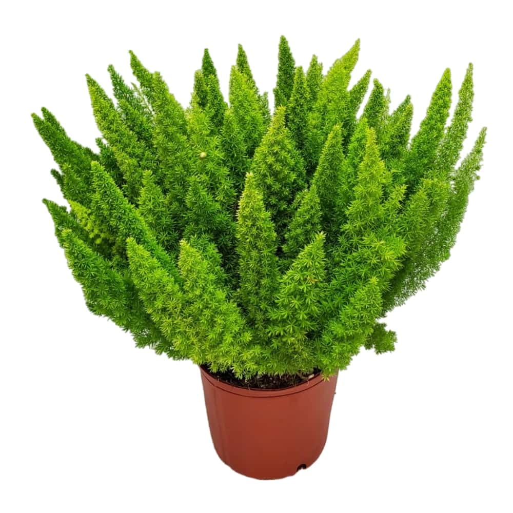 Island Blooms 2 Gallon Foxtail Fern Pot, Live Plant - Walmart.com