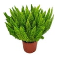 Island Blooms 2 Gallon Foxtail Fern Pot, Live Plant - Walmart.com
