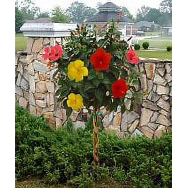 Island Blooms 2G Hibiscus Braid - Walmart Business Supplies