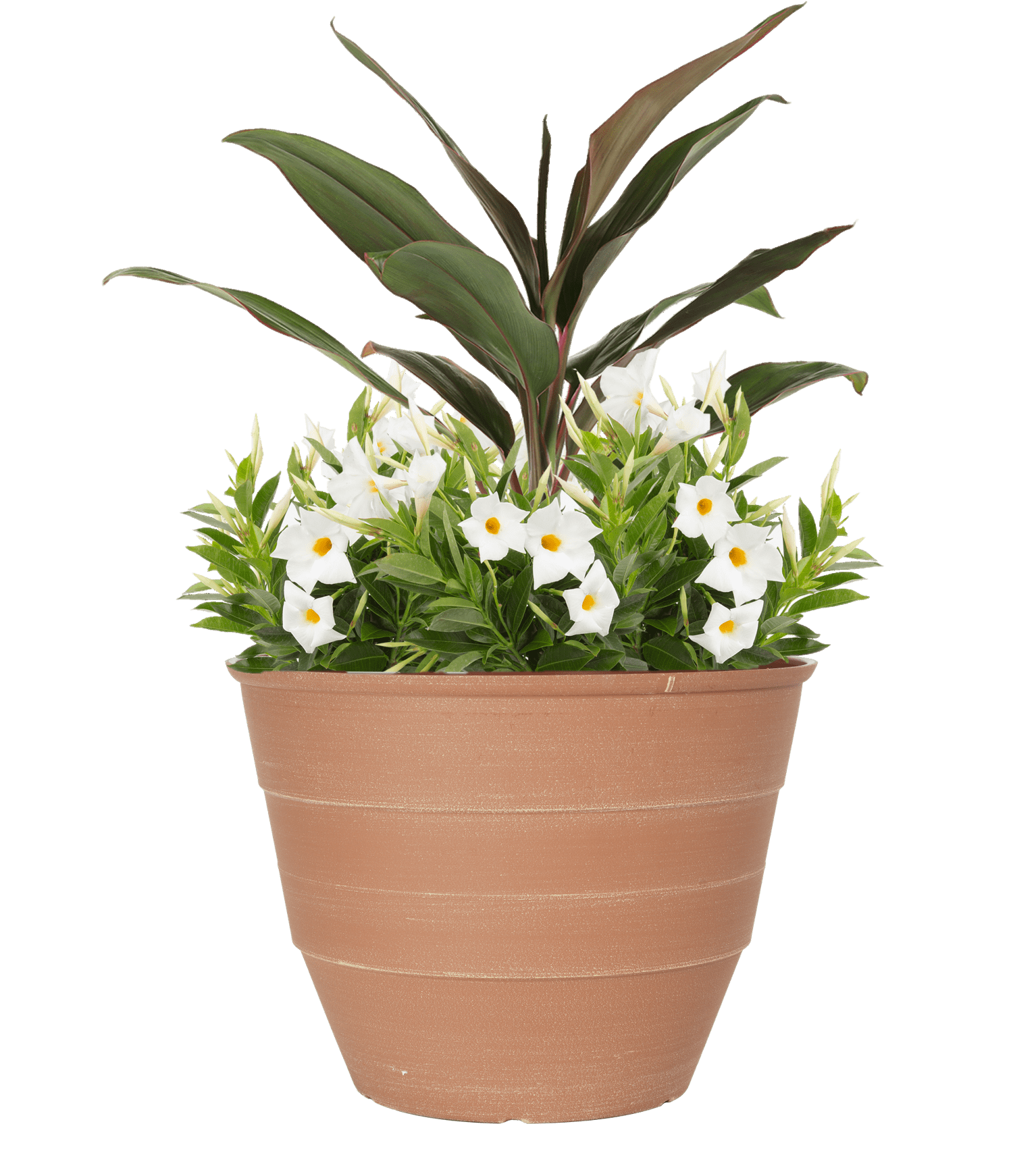 Island Blooms 3.25 Gallon Tropical Combo Planter Planter, Live Plant ...