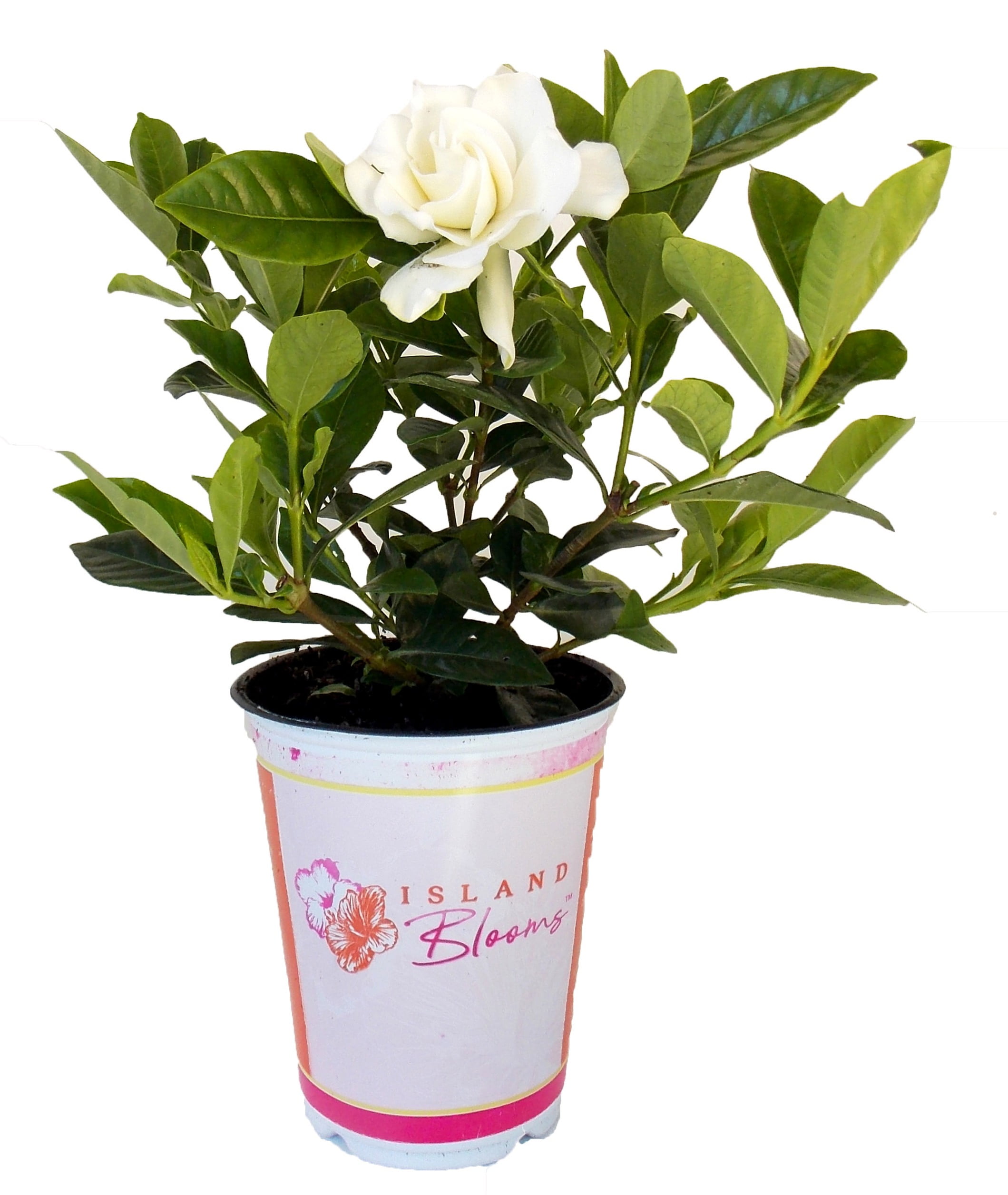 Island Blooms Gardenia Live Plants - Walmart.com