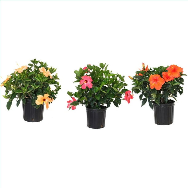 Island Blooms Hibiscusb Live plant - Walmart Business Supplies