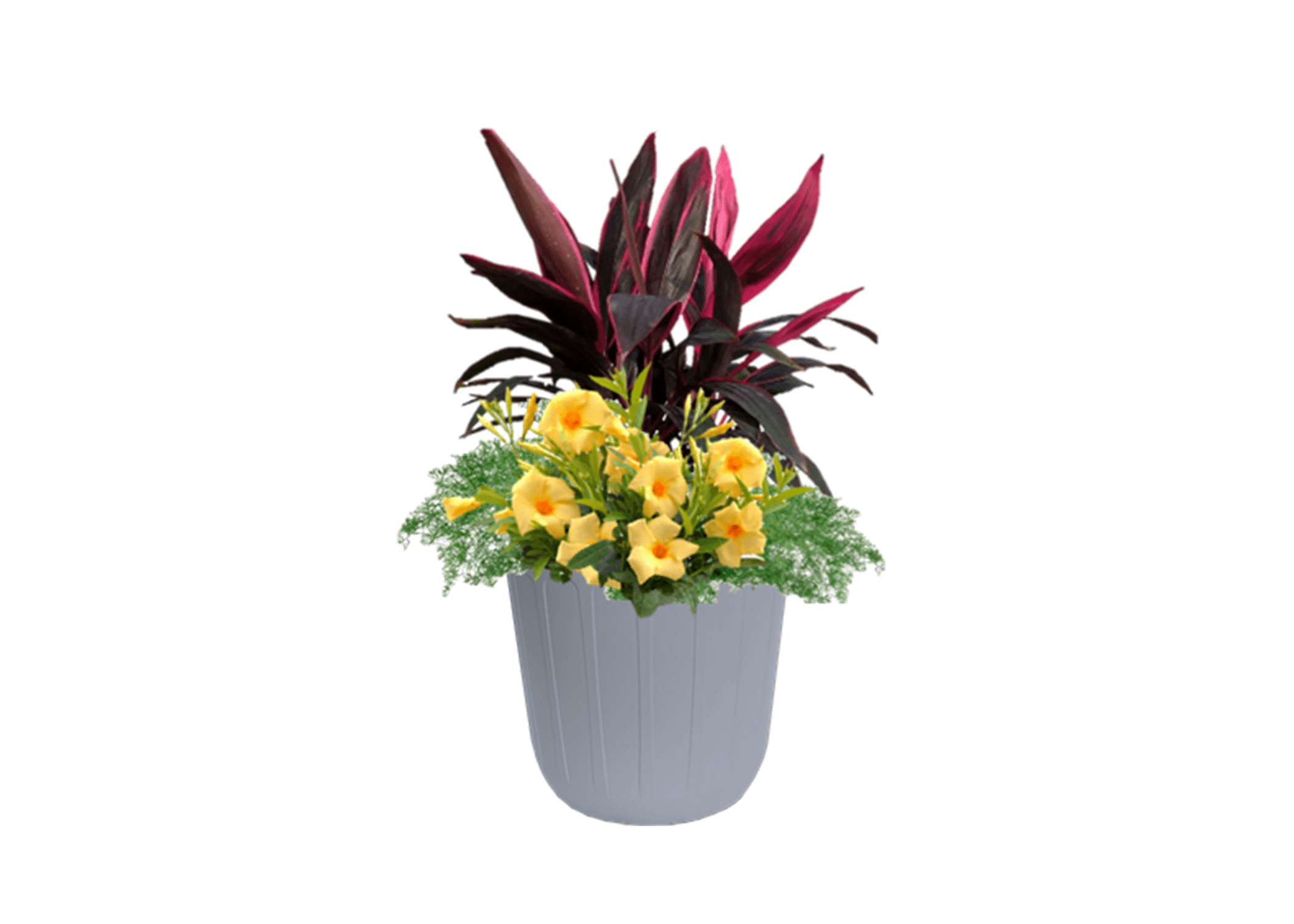 Island Blooms Live Blooming 20in. Sunbeam Combo plant in 2G Plastic Pot ...