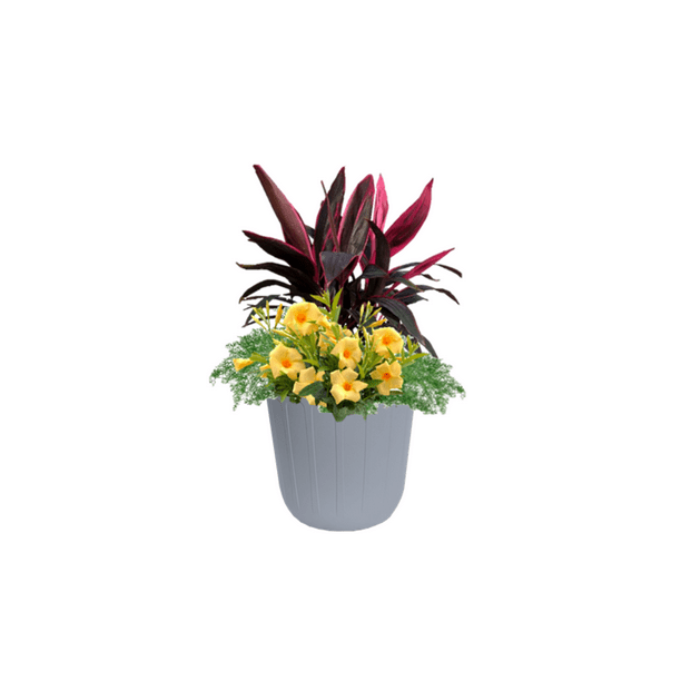 Island Blooms Live Blooming 20in. Sunbeam Combo plant in 2G Plastic Pot ...