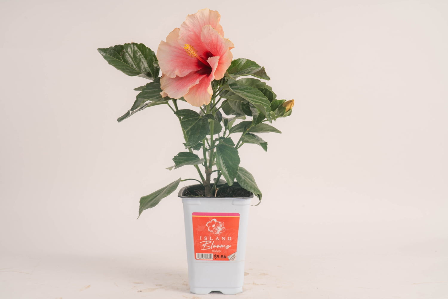 Island Blooms Live Indoor 14in. Tall Hibiscus Plant in 1qt. pot ...