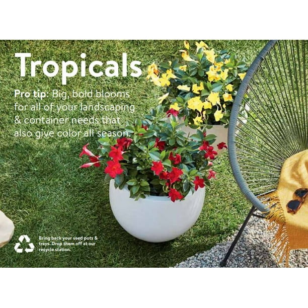 Island Blooms Live Indoor 24in. Tall Tropical Combo Plant in 9in ...