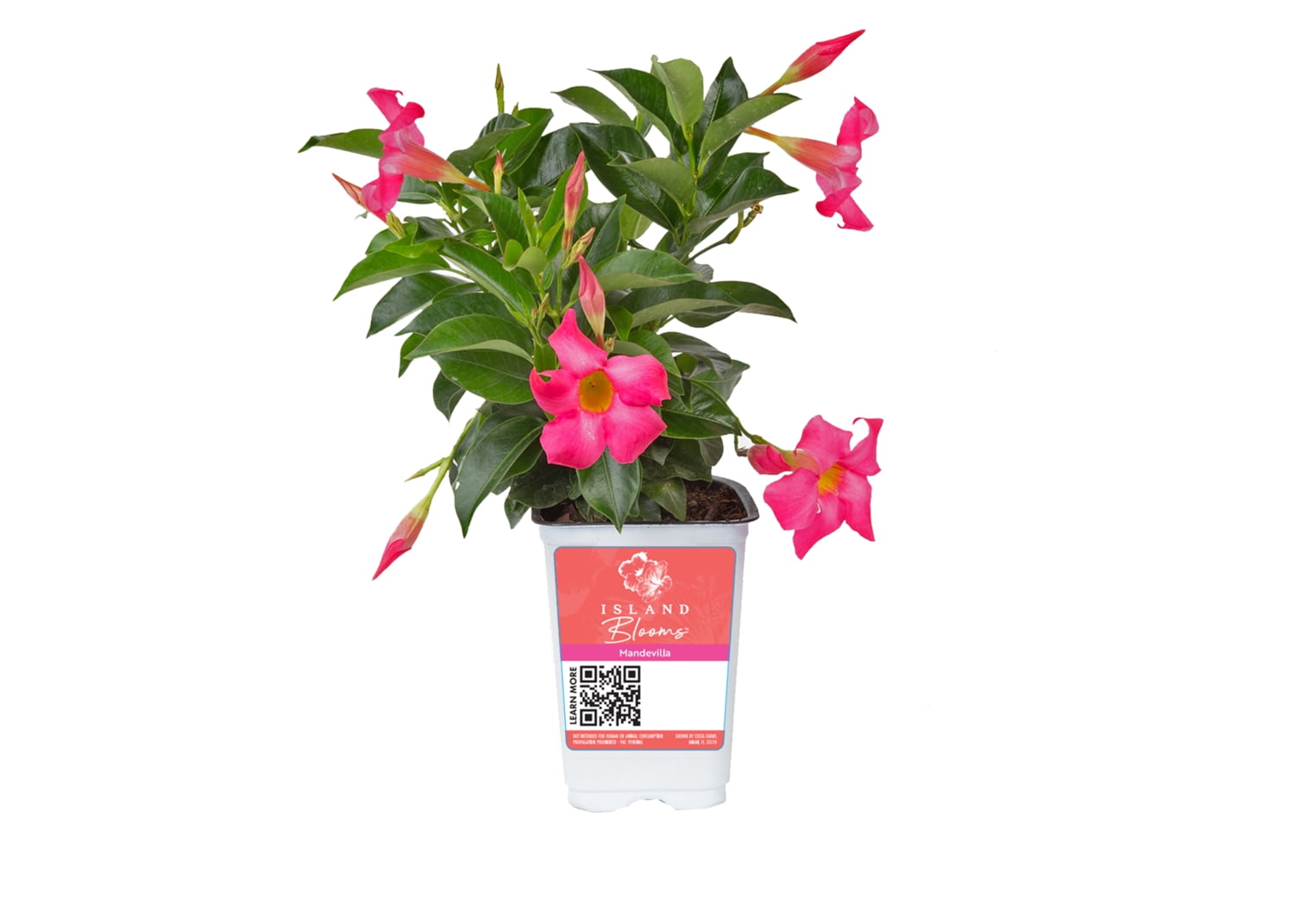 Island Blooms Live Outdoor Pink Mandevilla, 1.5 Pint Pot – 14 inch Tall ...