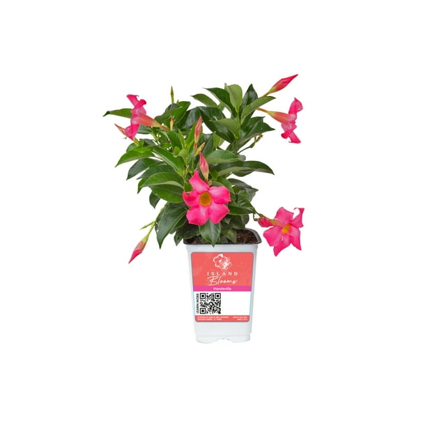 Island Blooms Live Outdoor 14in White Mandevilla Pink 1.5pt. pot ...