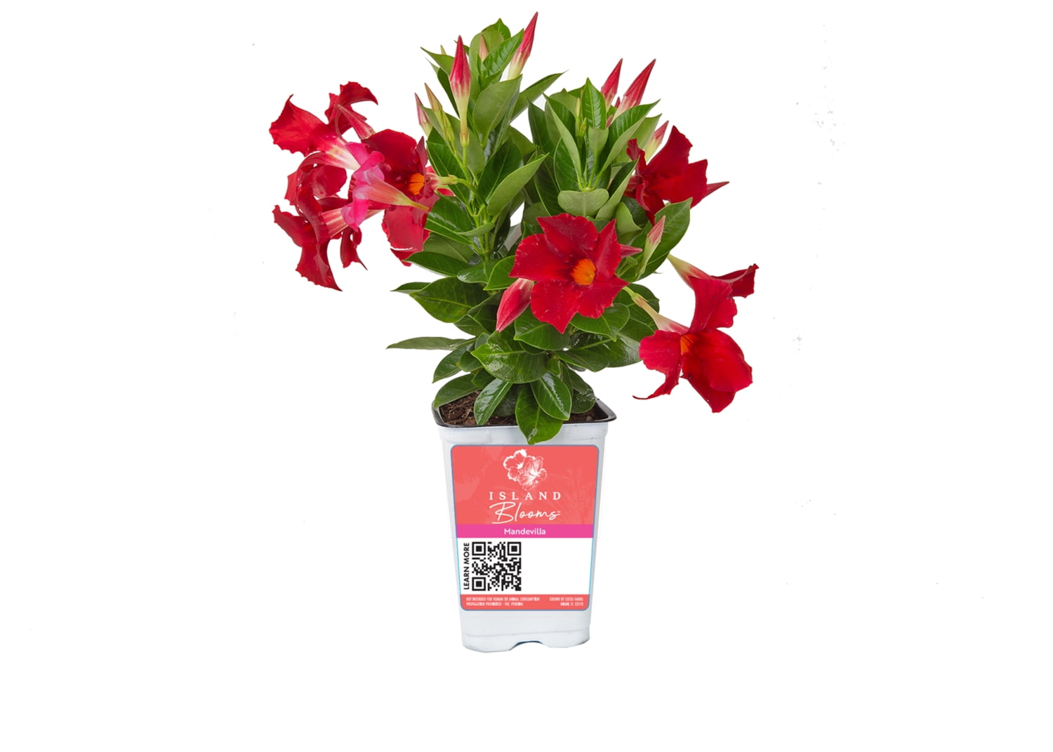 Island Blooms Live Outdoor Red Mandevilla in 1.5 Pint Pot – 14 inch ...