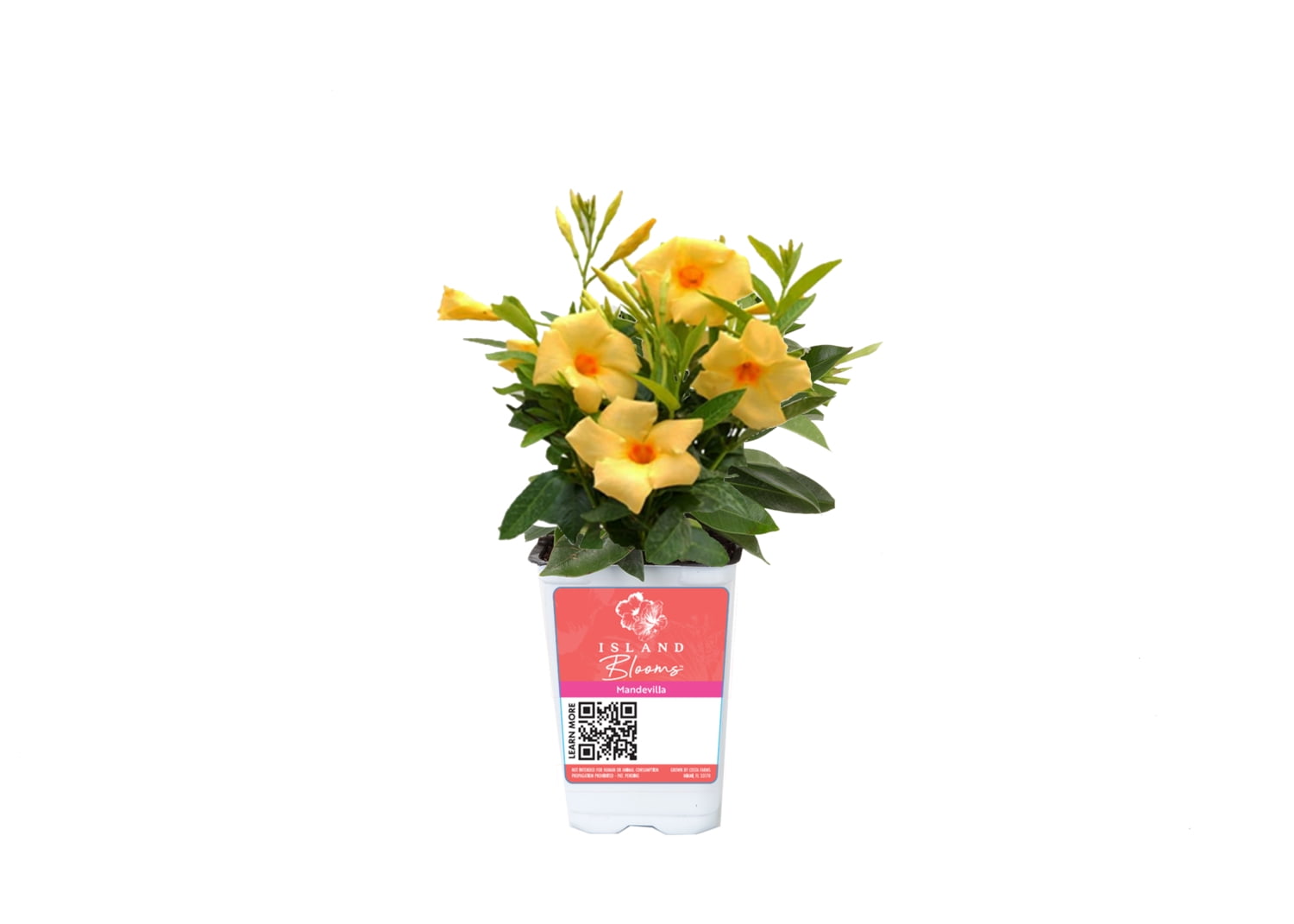 Island Blooms Live Outdoor 14in White Mandevilla Yellow 1.5pt. pot ...