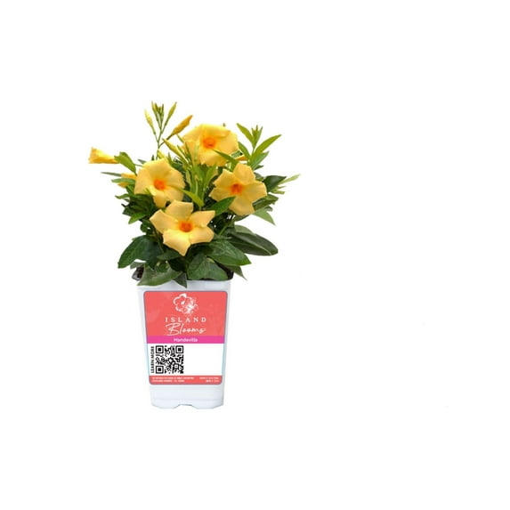 Island Blooms Live Outdoor Yellow Mandevilla in 1.5 Pint Pot – 14In ...