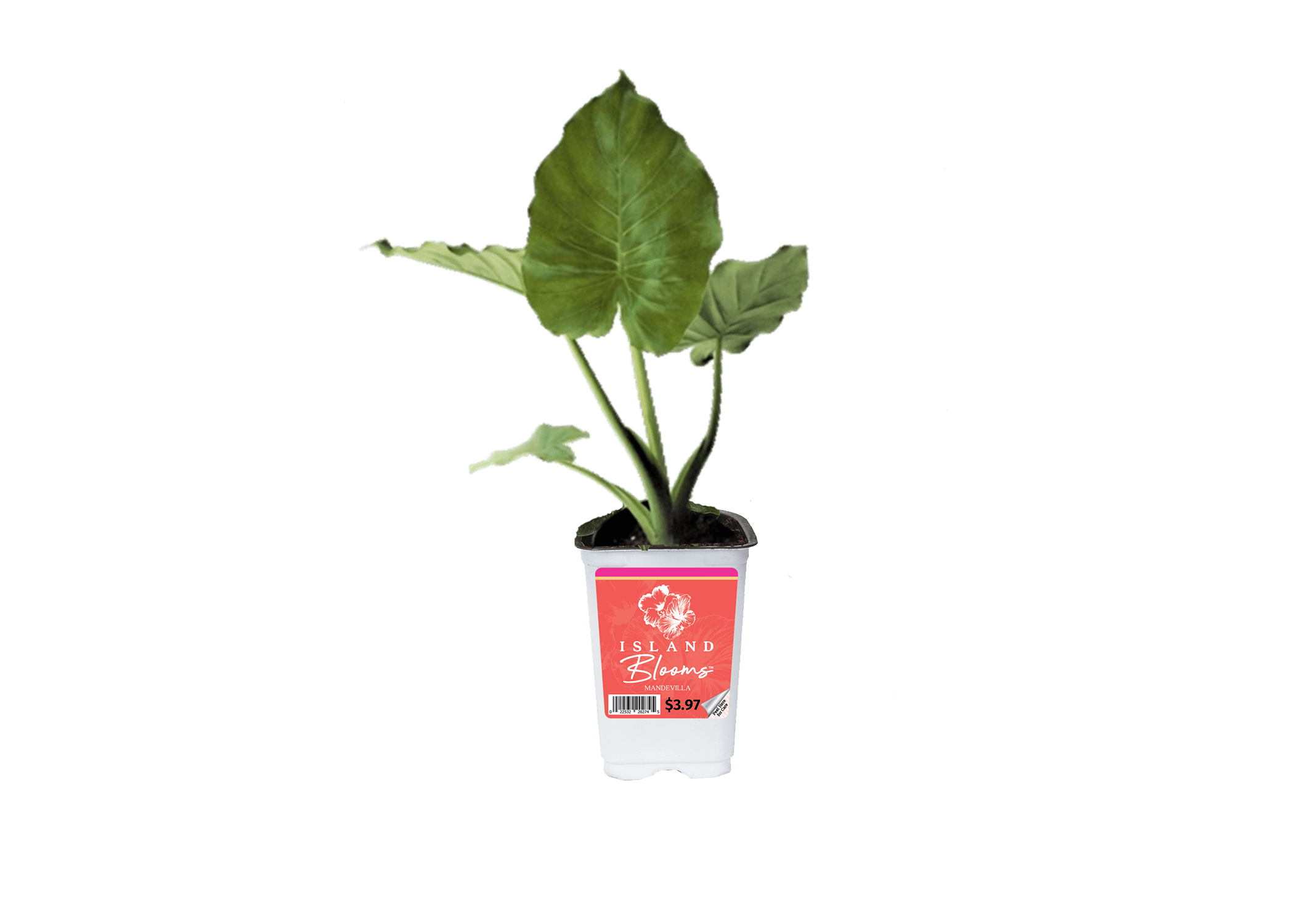 Island Blooms Live Outdoor 15in. Alocasia; Medium, Indirect Light Plant ...