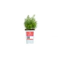 Island Blooms Asparagus Fern, Live Outdoor Plant, 15-Inch Tall, 1.5 ...