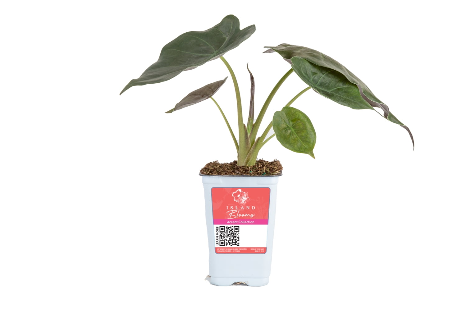 Island Blooms Live Outdoor 15in. Tall Alocasia Plant in 1.5 Island Blooms Live Outdoor 15in. Tall Alocasia Plant in 1.5
