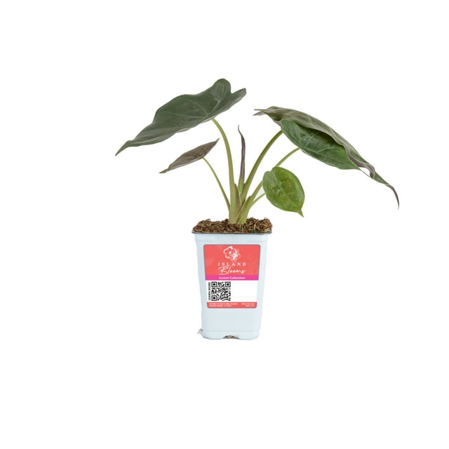Island Blooms Live Outdoor 15in. Tall Alocasia Plant in 1.5pt Pot ...