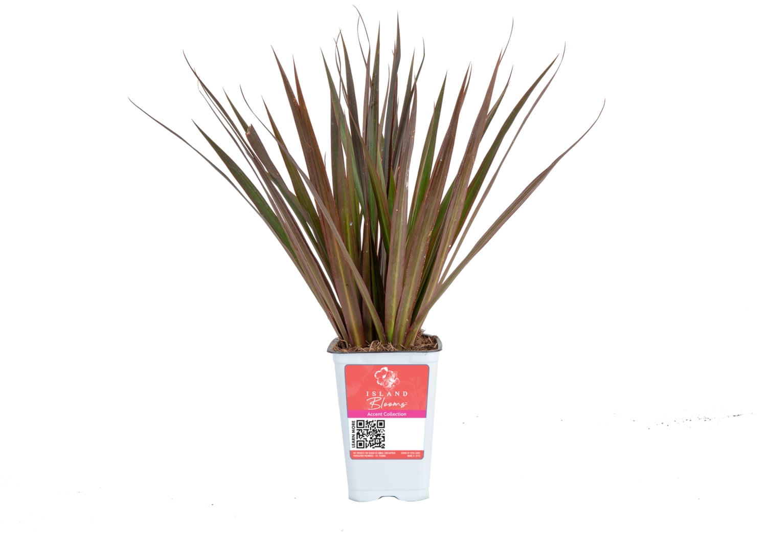 Island Blooms Live Outdoor Dracaena Plant in 1.5 Pint Pot – 16 inch ...