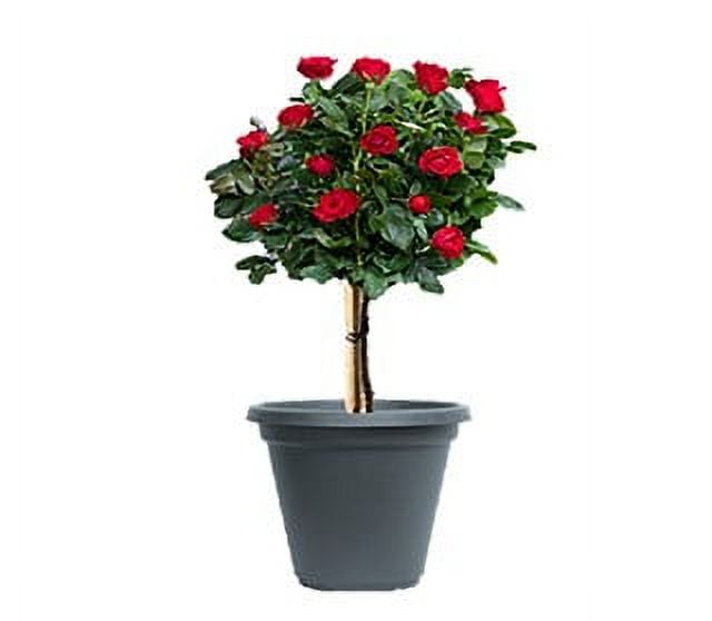Island Blooms Mandevilla Live Plants - Walmart.com