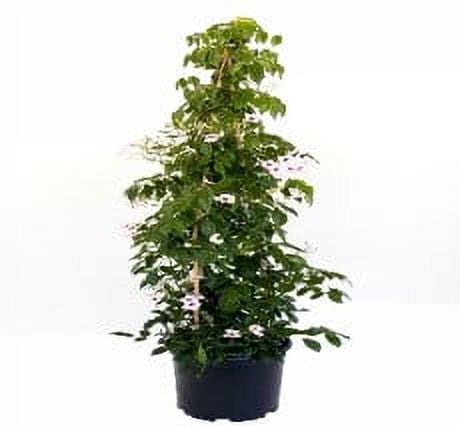 Island Blooms Pandorea Live Plants - Walmart.com