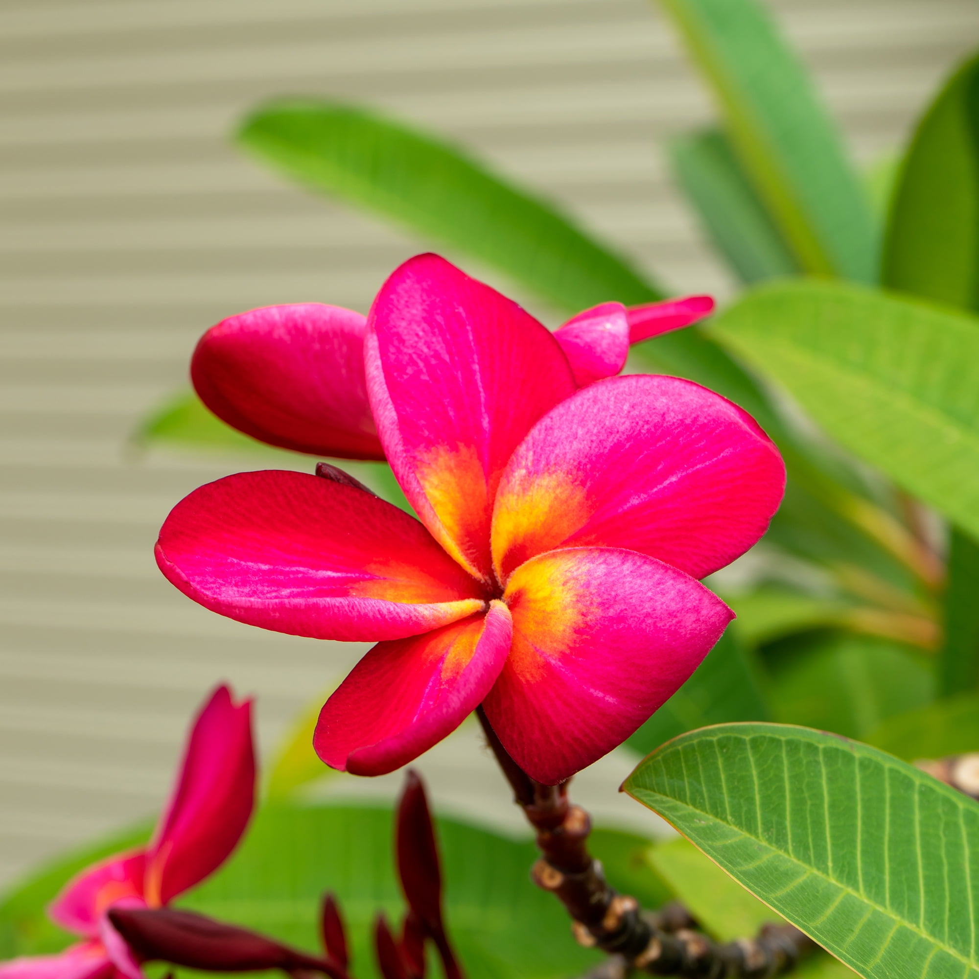 "Island Blooms Plumeria Rubra, Outdoor Live Plant, 18""-24"" Tall ...