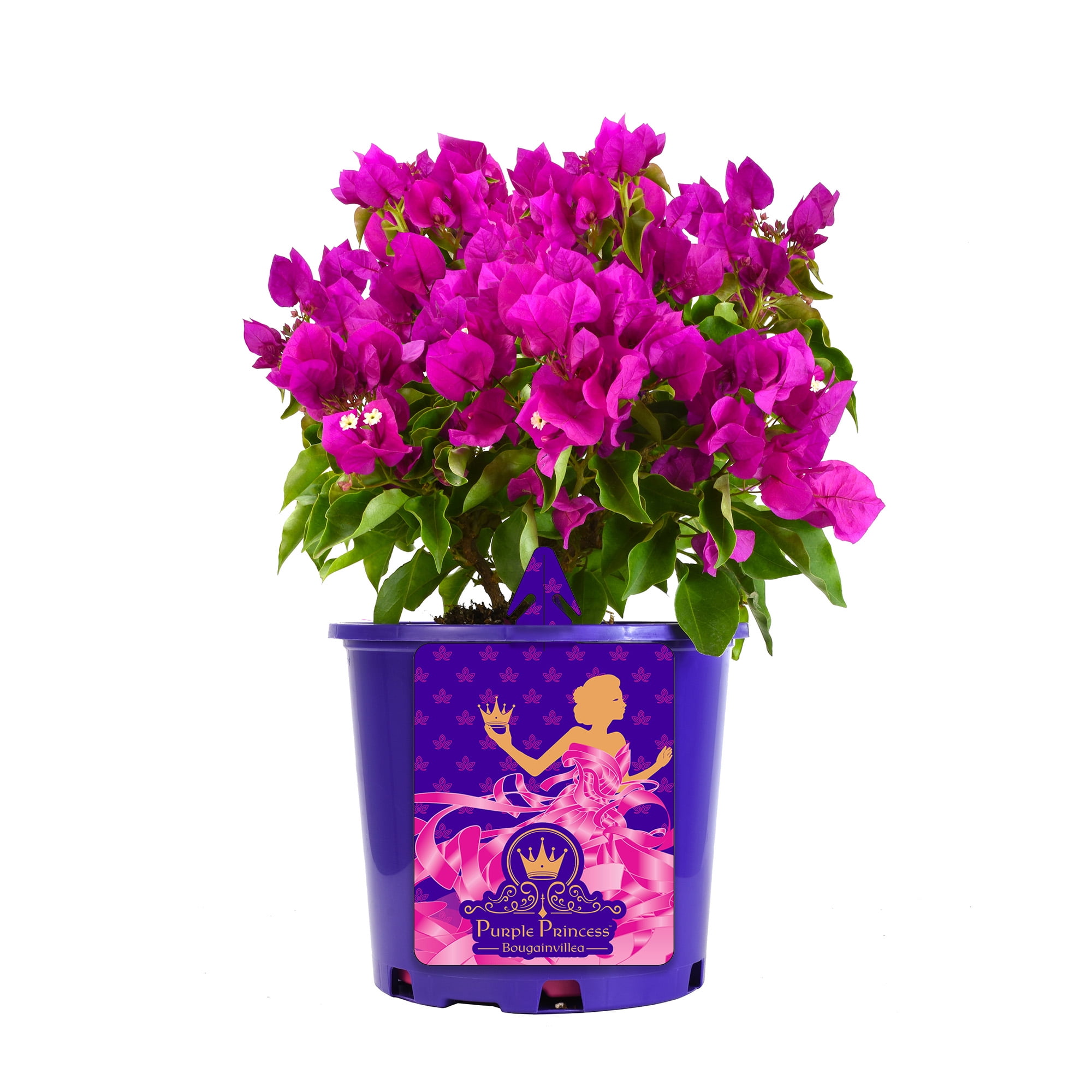 "Island Blooms Purple Princess Bougainvillea, 18"" - 22"" Tall ...