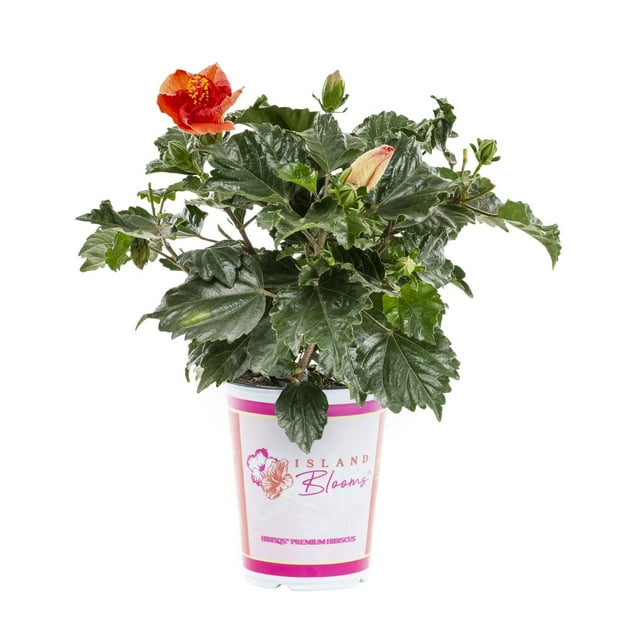 Island Blooms QT Red Hibiscus Live Plants with Grower Pot - Walmart.com