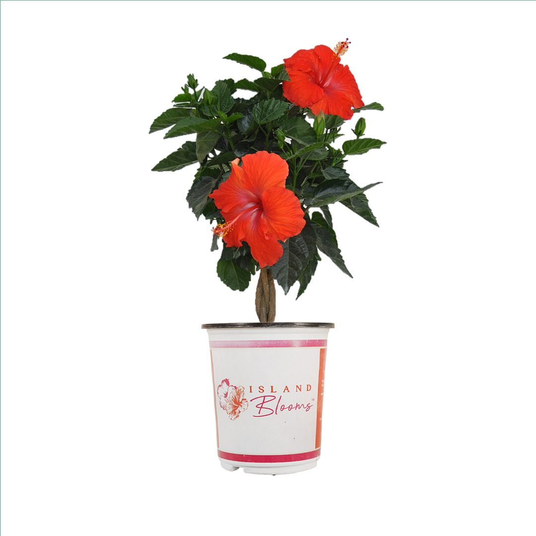 Island Blooms Red Hibiscus Live Plants - Walmart.com