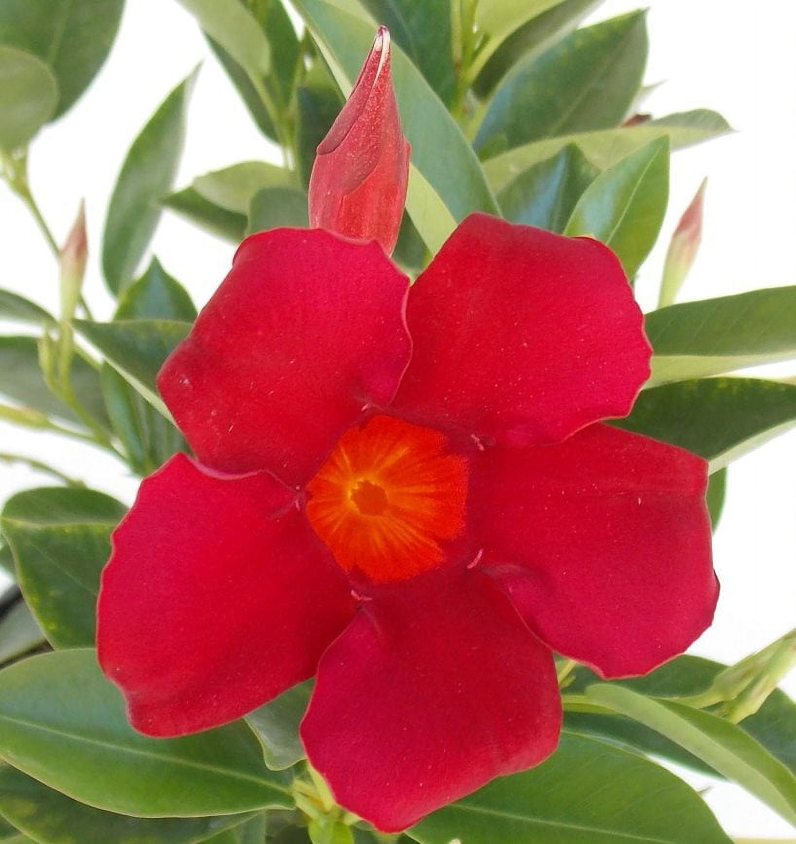 Island Blooms Red Mandevilla Live plant in a 1qt container - Walmart.com