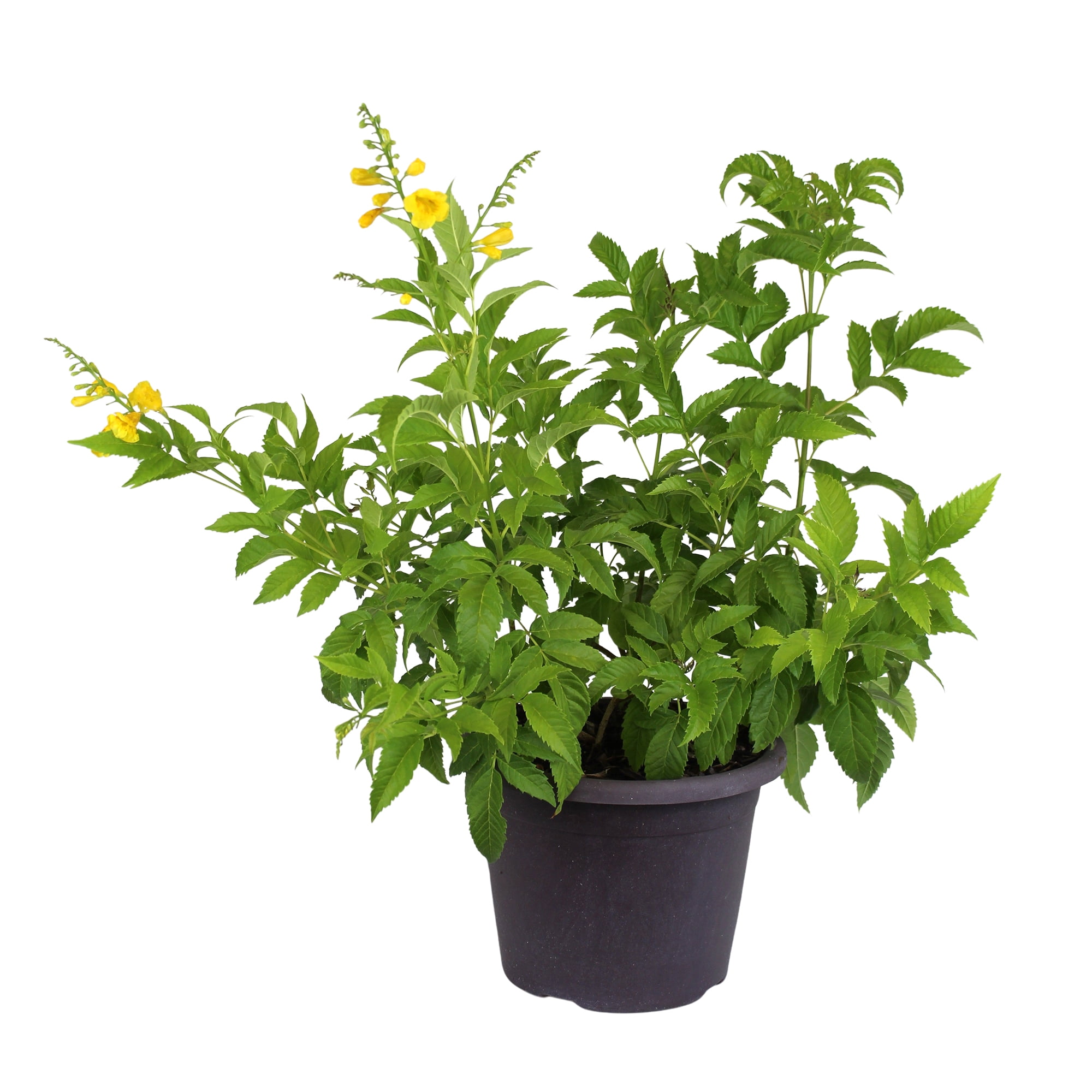 Island Blooms Tecoma Stans Gold Star Esperanza, 26" - 30" Tall, 3 Qt Pot, Full Sun - Walmart.com