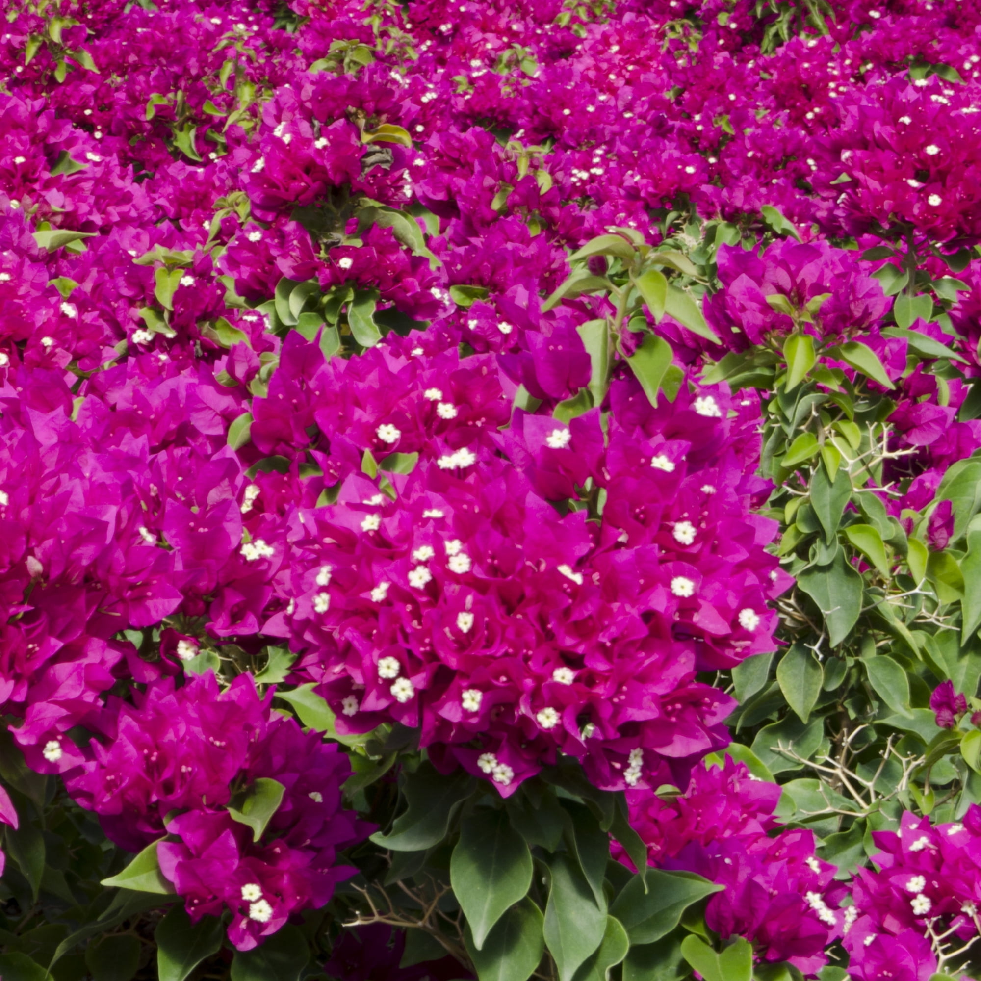 Island Blooms Thai Delight Bougainvillia Shrub, 20" Tall, 2 Gal Pot ...